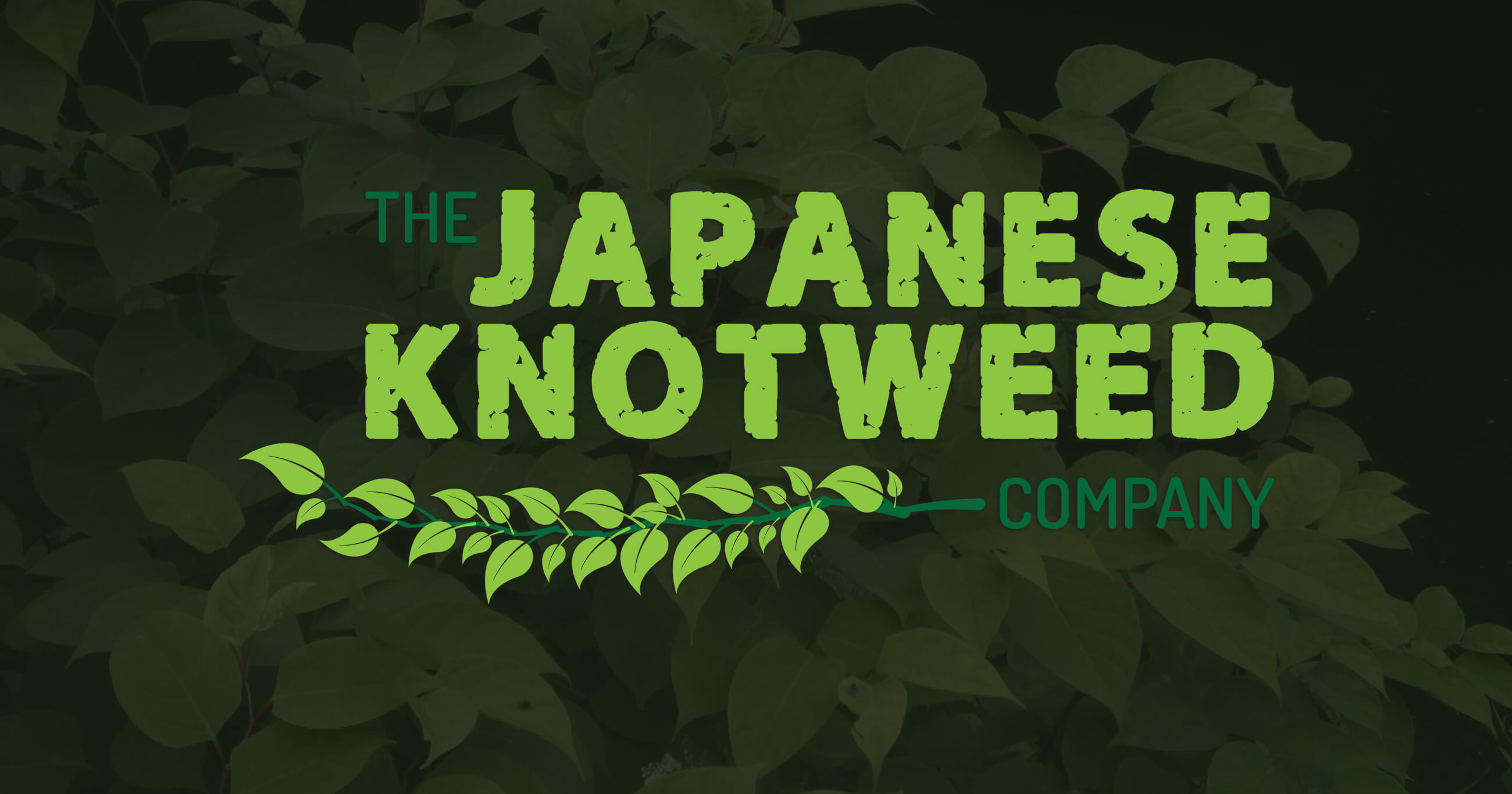 The Japanese Knotweed Company | Kingdom Media